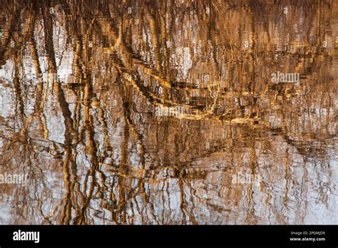 Abstract Reflection Of Trees In Water Stock Photo Alamy