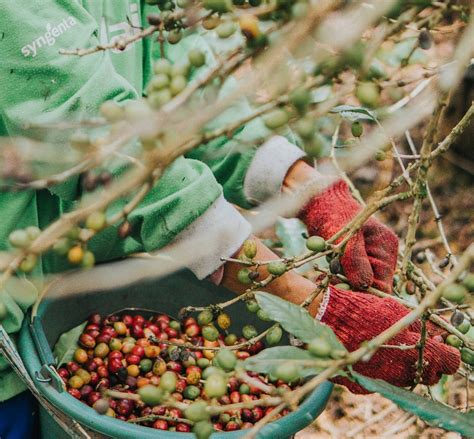 커피 나무 제대로 알기