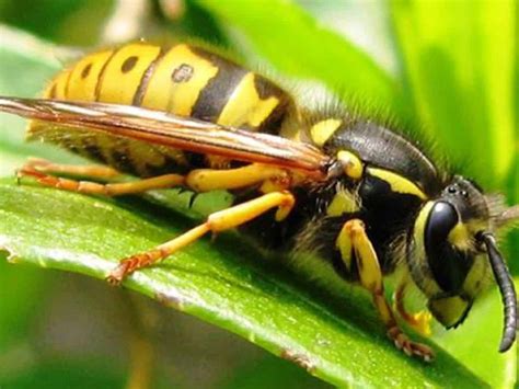 Wasp Extermination Delta Extermination