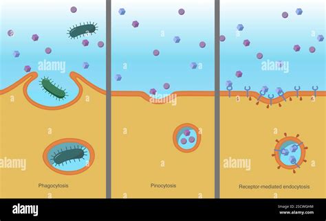 Phagocytosis Pinocytosis And Receptor Mediated Are The Three Types Of