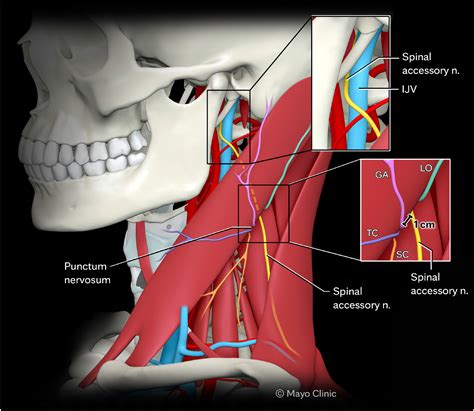 The Posterior Triangle And Posterior Muscles Of The Neck In 3