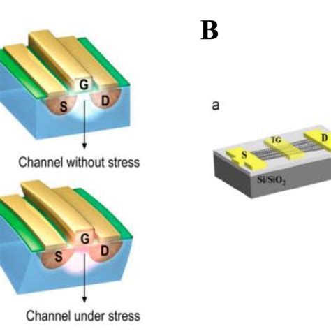 A Schematic Representation Of The Solution Gate Fet Biosensor