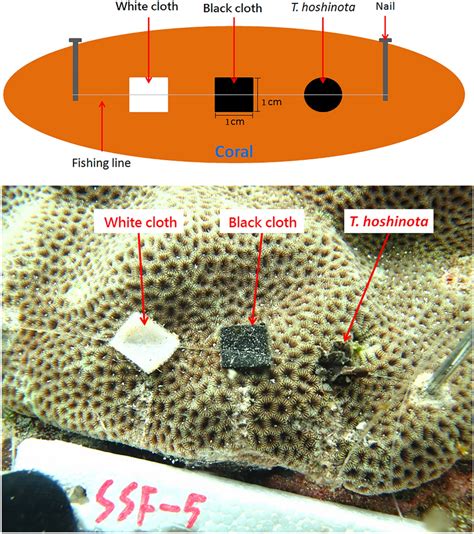 The Design Of Sponge Fragment Experiment Download Scientific Diagram
