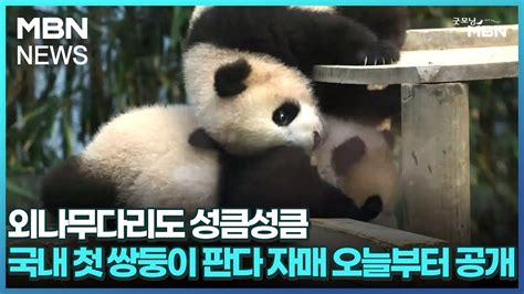 외나무다리도 성큼성큼국내 첫 쌍둥이 판다 자매 오늘부터 공개 굿모닝 MBN YouTube