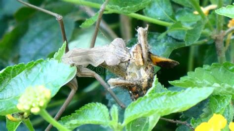 Predation Praying Mantis That Devours Food2 Stock Video Video Of
