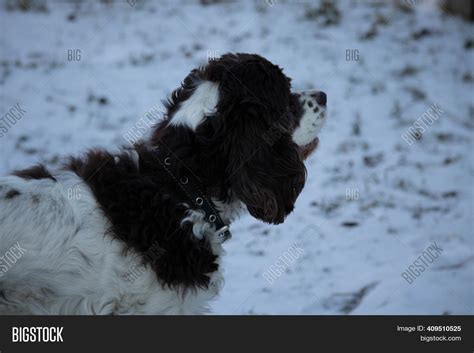 Springer Cocker Image And Photo Free Trial Bigstock