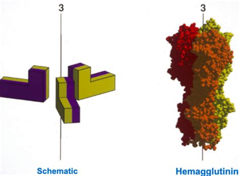 Bioc 405 Lecture 6 Protein Assemblies Flashcards Quizlet
