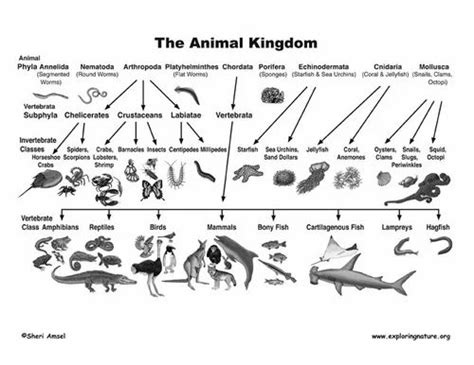 Animal Kingdom Classification