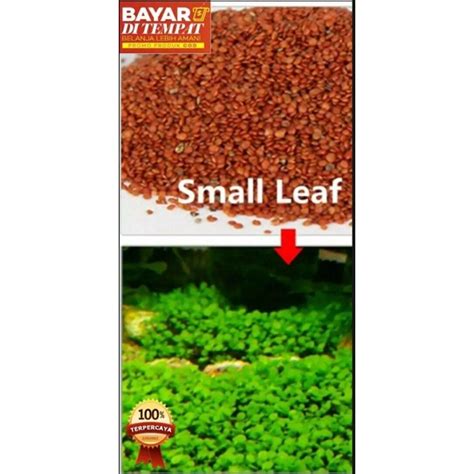 Jual Bibit Benih Tanaman Aquascape Small Leaf Grass 10ml Tanaman