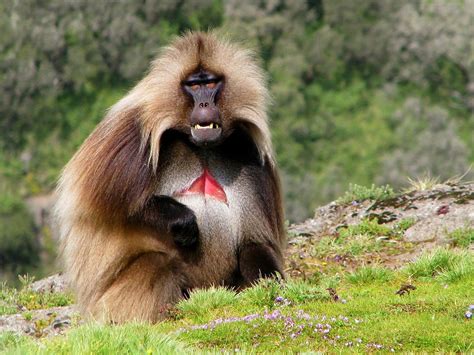 Male Gelada Baboon Wildlife Photography Gelada Baboon Skull Gelada