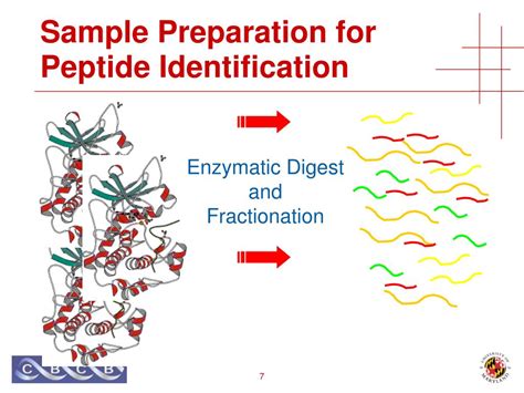 Ppt Statistical Significance For Peptide Identification By Tandem Mass Spectrometry Powerpoint