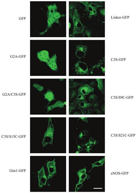 Subcellular Localization Of The Various Constructs Characterized In The