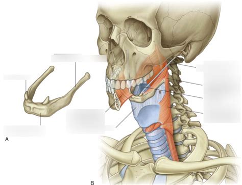 Hyoid Tongbeen Diagram Quizlet