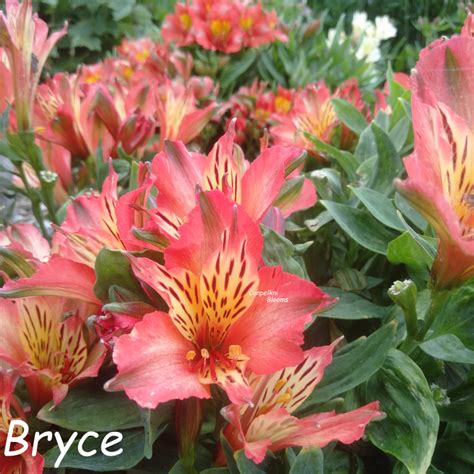 Flowers And Plant Names Of Alstroemeria Varieties In Australia