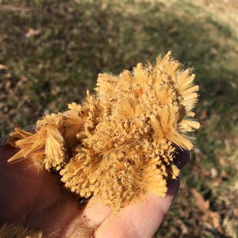 Hand Harvested American Sycamore Tree Seeds Platanus Occidentalis