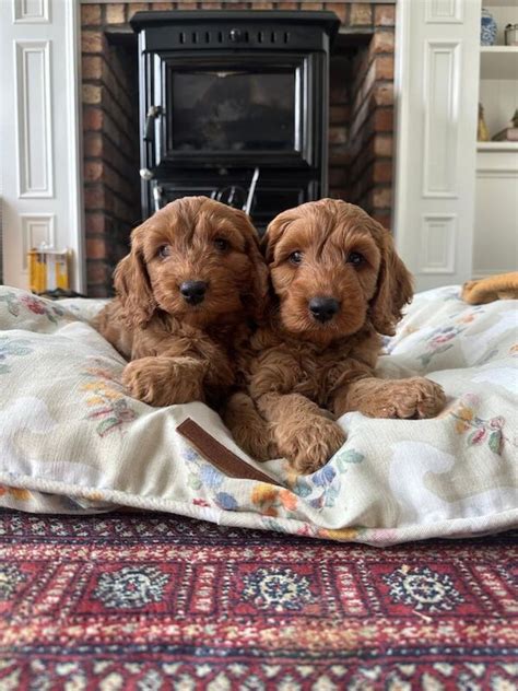 Miniature Cockapoo Puppies For Sale Cockapoo Owners