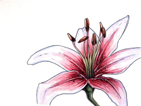 Stargazer Lilies Drawing At Getdrawings Free Download