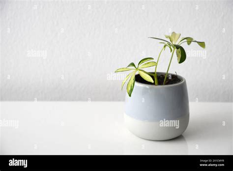 Schefflera Or Heptapleurum Arboricola Variegata Aka Dwarf Umbrella