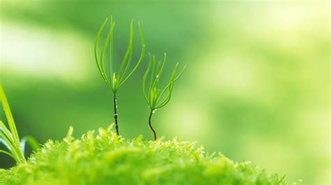 Green Nature Landscape Wallpaper 1920x1200 56719 Baltana