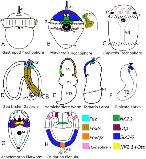 Composite Expression Domains For Orthologous Genes Involved In The Download Scientific Diagram