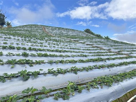 สตอเบอรี่ ณ เชียงใหม่ Added A New สตอเบอรี่ ณ เชียงใหม่