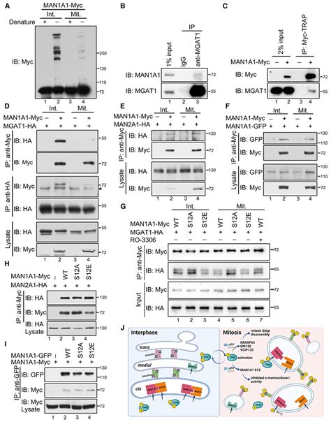 Mitotic Phosphorylation Inhibits The Golgi Mannosidase Man1a1 Pmc