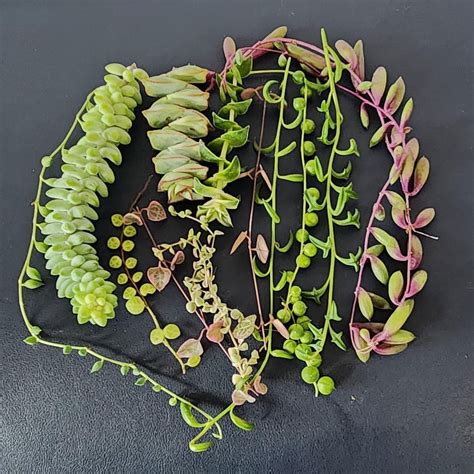 Assorted String Succulent Cuttings 10 Or 16 Varieties Live Rare