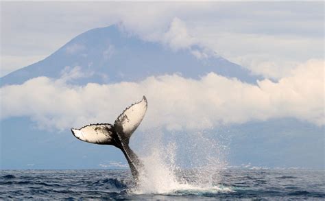 Whale Watching In Lajes Do Pico Pico Island Azores