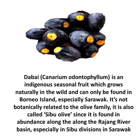 Khasiat Buah Dabai Khasiat Buah Dabai Isaiahctzx Julian Hackett