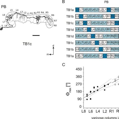 Schematic Frontal View Of The Locust Brain Illustrating The Anterior Download Scientific