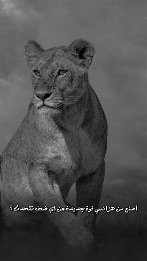 لبوة صورة بيضاء وسوداء لأسد