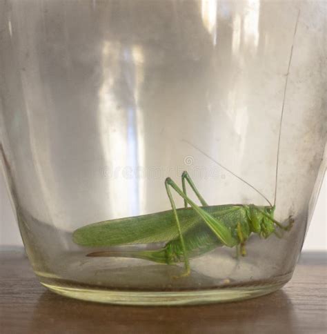 Female Green Grasshopper In A Glass Jar Stock Image Image Of Glass