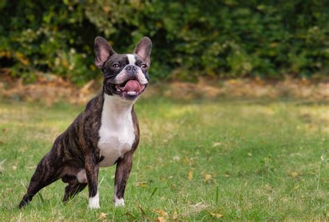 Boston Terrier Article
