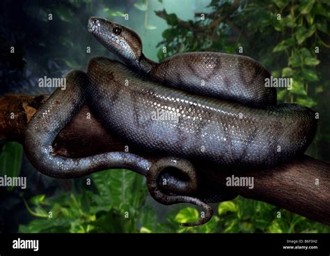 Brown Water Python White Lipped Python Liasis Fuscus Morelia Fusca Liasis Mackloti Young