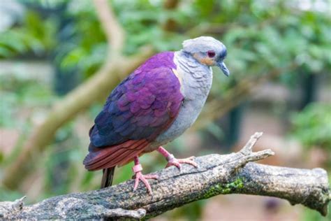 All The 344 Different Types Of Doves Pictures Chart And Classification