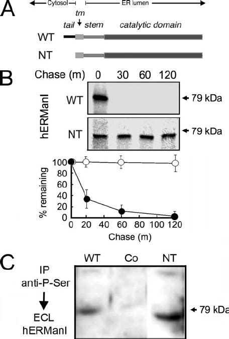 Arrested Intracellular Turnover In Response To Genetically Engineered