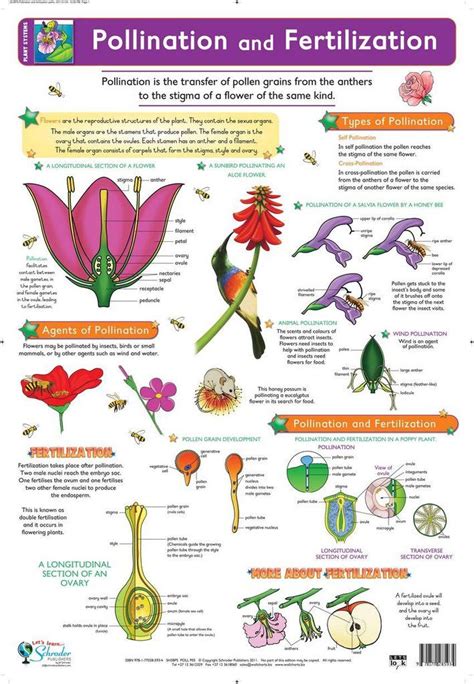 Pollination And Fertilization Diagram