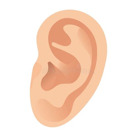 Human Auricle Detailed Vector Illustration Showcasing The Structure