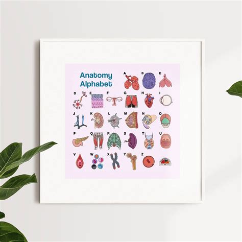 Anatomy Alphabet Human Anatomy Medical Print Wall Art T
