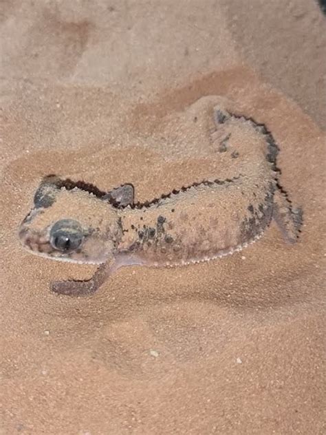 납테일 게코 도마뱀 모래장난 귀여움 Youtube