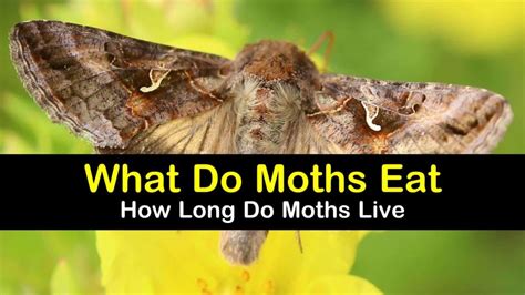 What Do Moths Eat How Long Do Moths Live