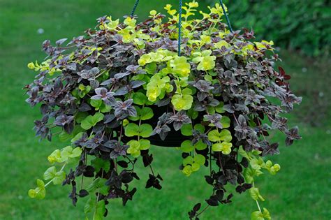 10 Best Trailing Plants For Hanging Baskets 10 Best Trailing Plants For Hanging Baskets