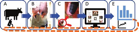 The Digital Workflow For Assessing Dairy Cow Health Through Image Based