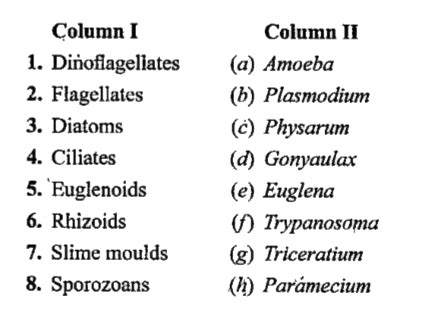 REVIEW QUESTIONS VI Long Answer Type Questions From S CHAND BIOLOGY ENGLISH KINGDOM PROTISTA