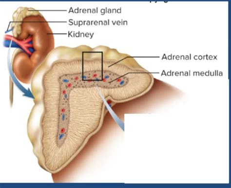 14 Flashcards Quizlet
