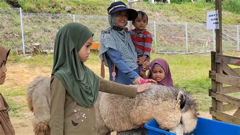 Alpaca Club Kundasang Youtube