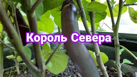 Ранний баклажан Король Севера - YouTube