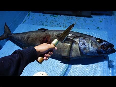 ゾンビマグロ。全身ゼリーの深海魚をさばいたら中身が衝撃すぎた。 Ichaowu 愛潮物