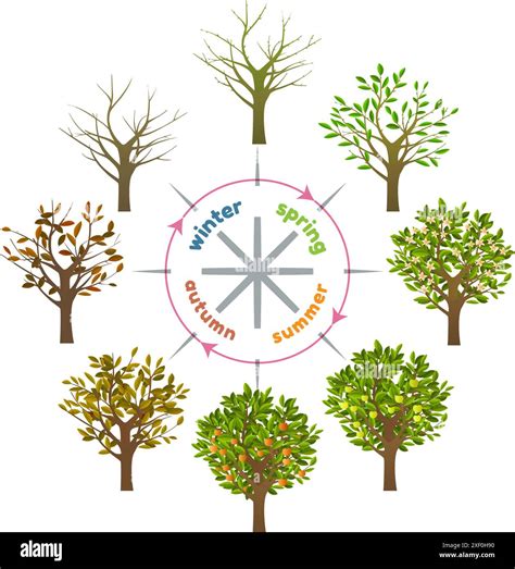 Annual Cycle Of Fruit Tree Stock Vector Image And Art Alamy