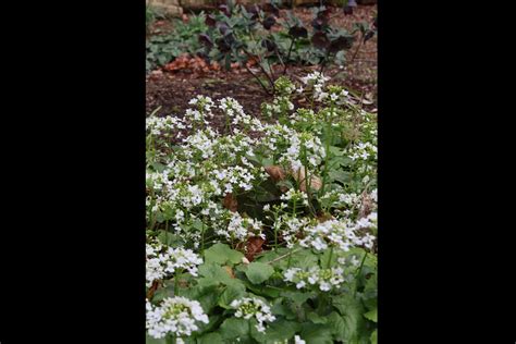 Pachyphragma Macrophyllum Ballyrobert Gardens